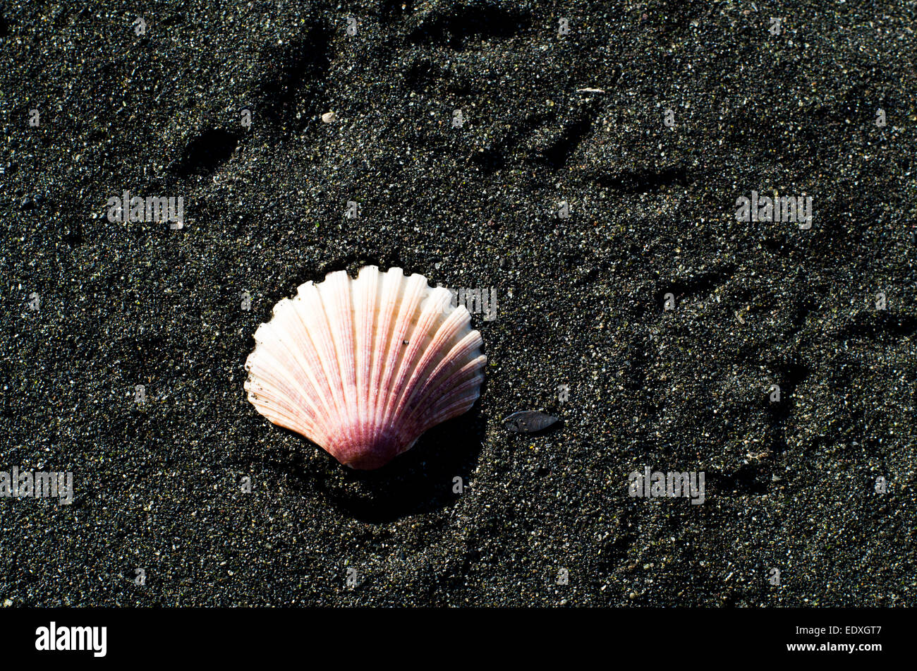 Isolated shell on volcanic black sand due to Vesuvio past eruption in ...