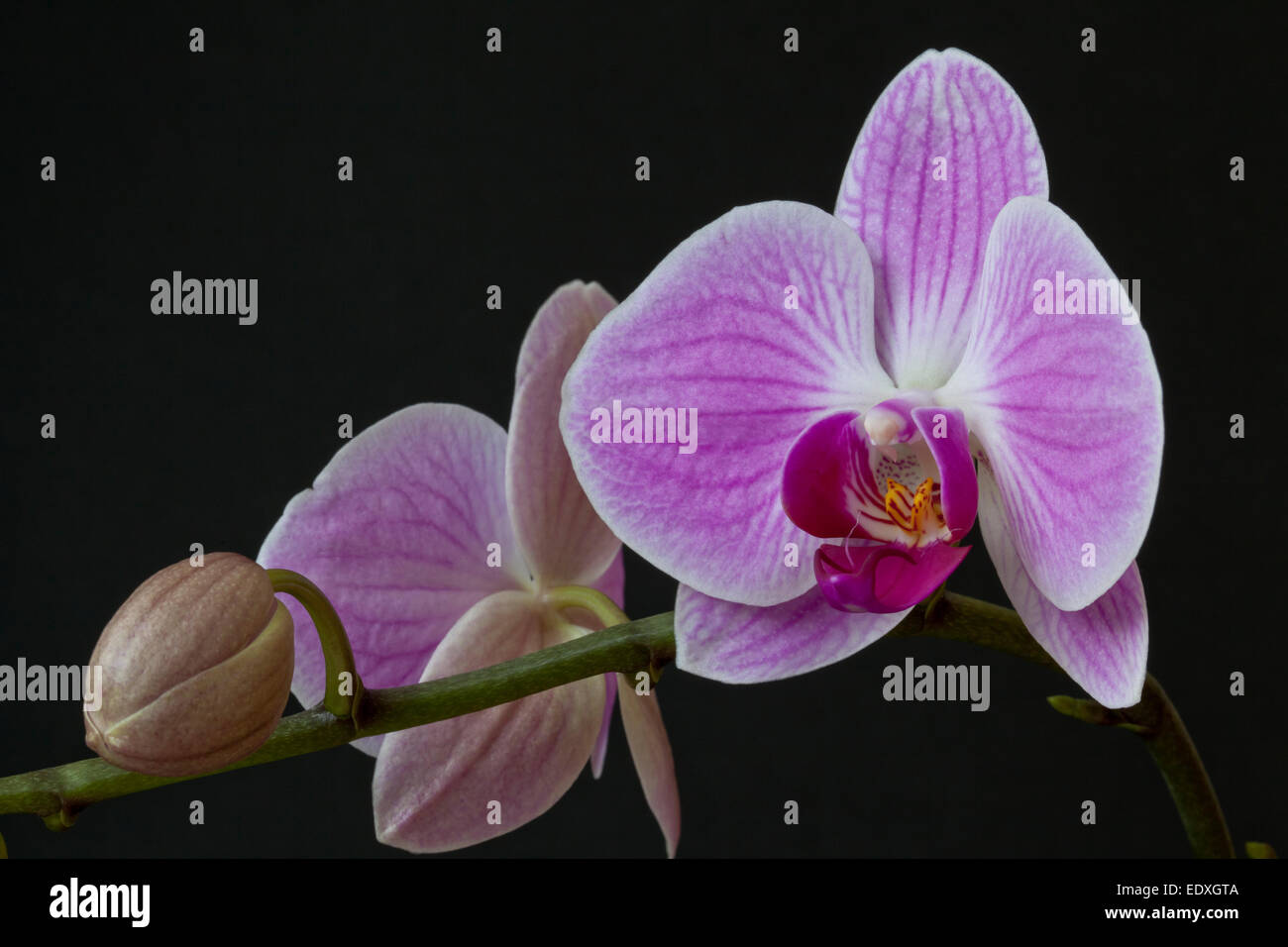 Orchid glow hi-res stock photography and images - Alamy