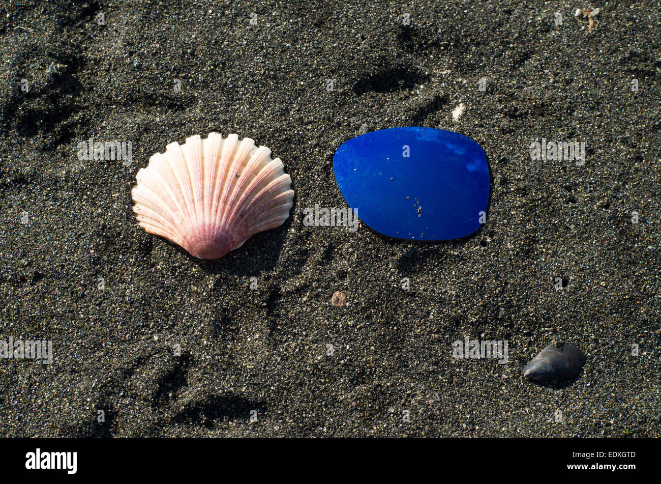 Sea shell on glass hi-res stock photography and images - Alamy