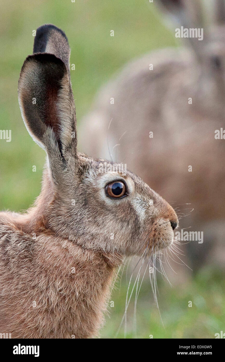 Hare in the grass, in the wild Stock Photo - Alamy