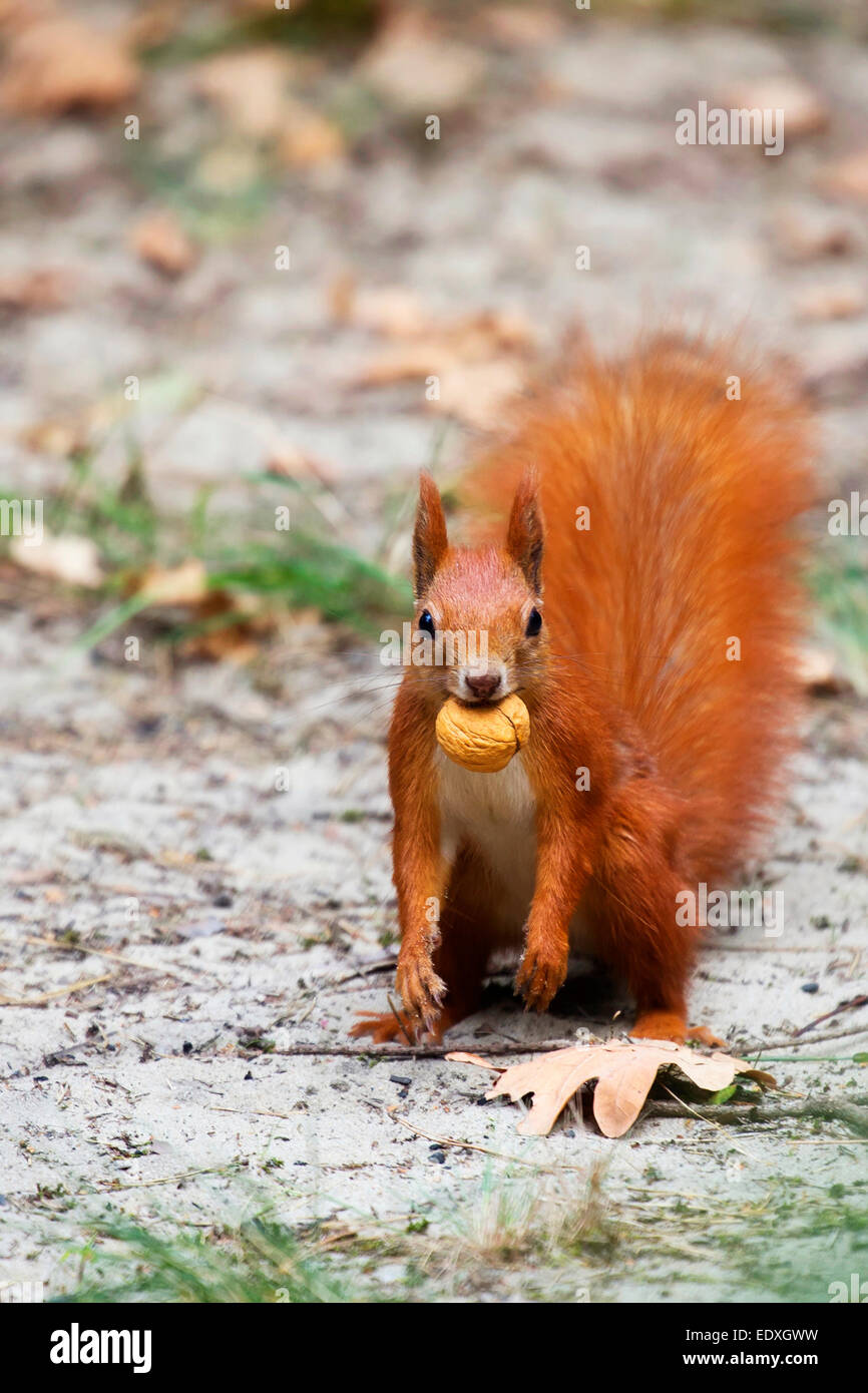 Red squirrel in the wild, with a nut Stock Photo - Alamy