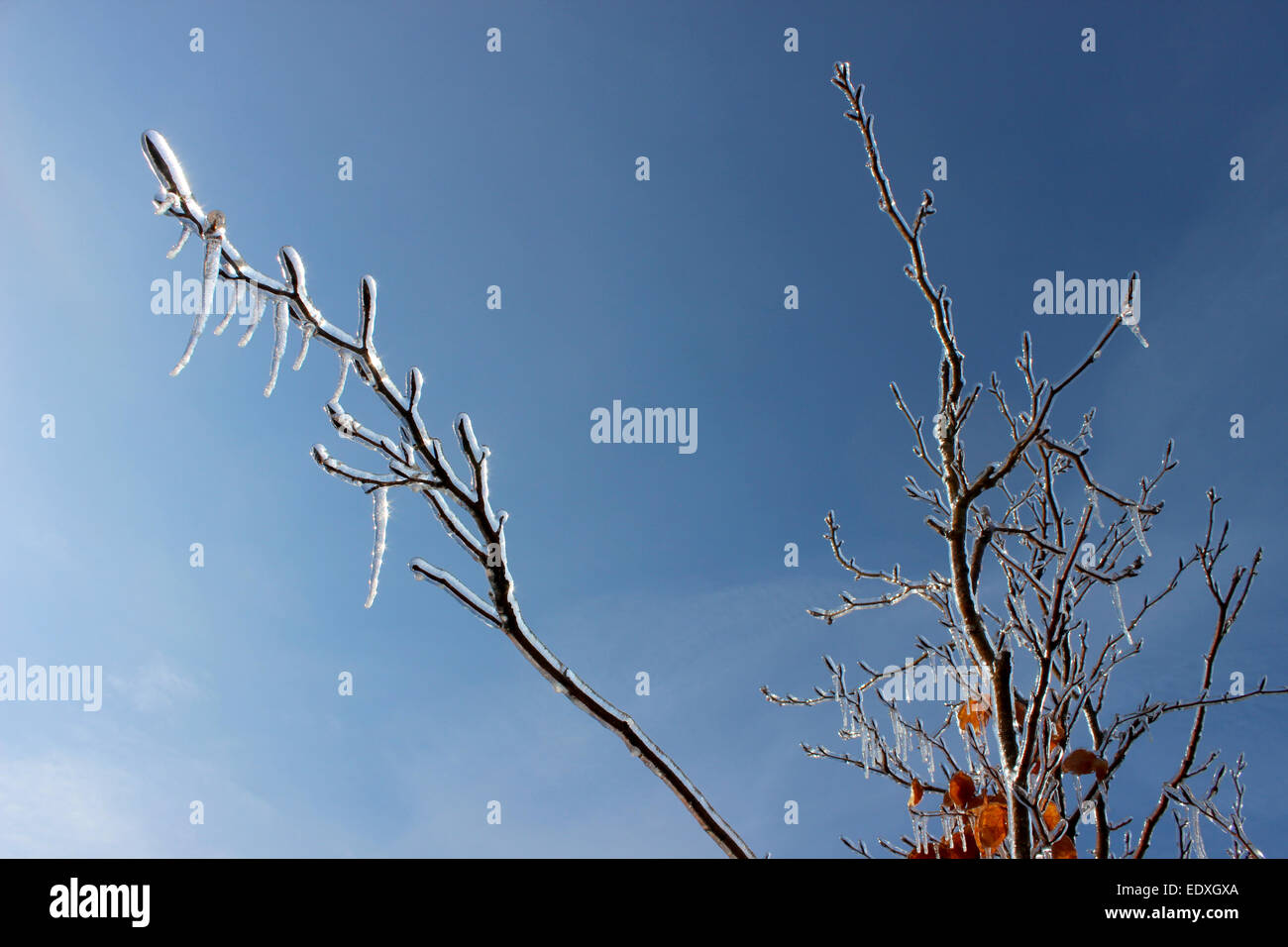 Delicate and frozen branches and leaves of trees that SUBTLY rise to a ...