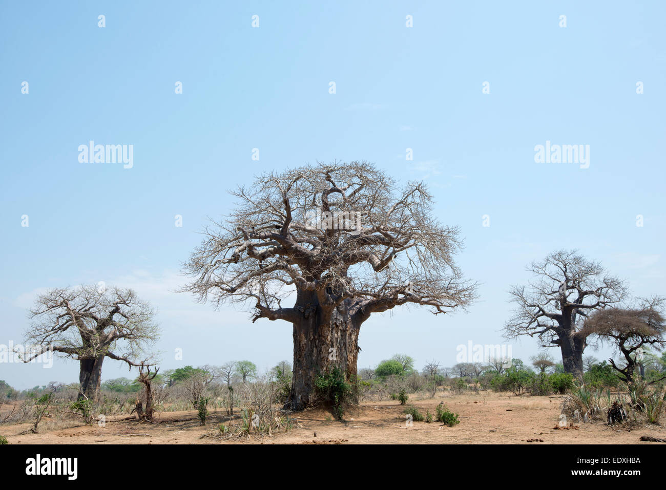 Mozambique baobab tree hi-res stock photography and images - Alamy