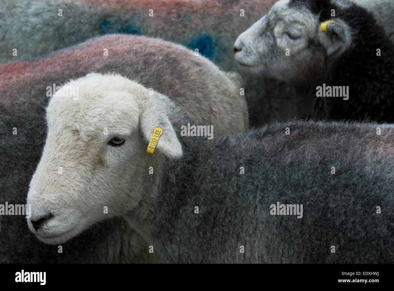 Two Herdwick sheep Stock Photo - Alamy