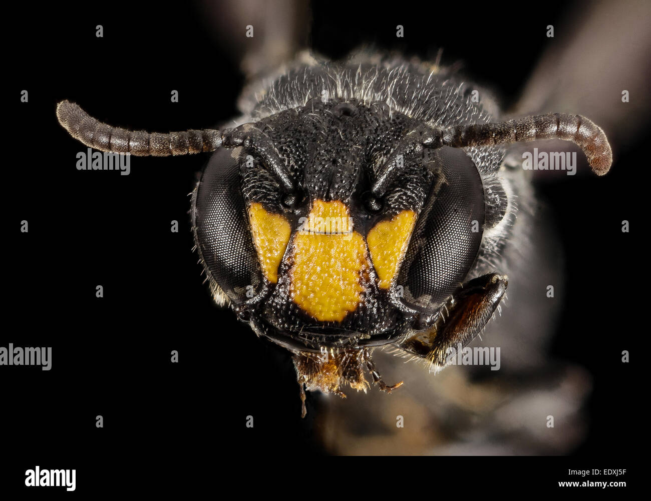 A female Hylaeus species bee photographed in Kenya, emphasizing its ...