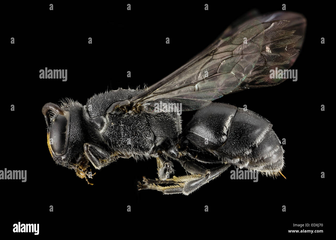 A female Hylaeus species bee from Kenya was captured in profile ...