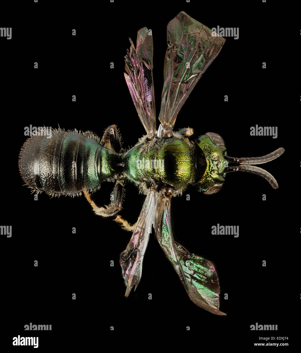 Ceratina bees hi-res stock photography and images - Alamy