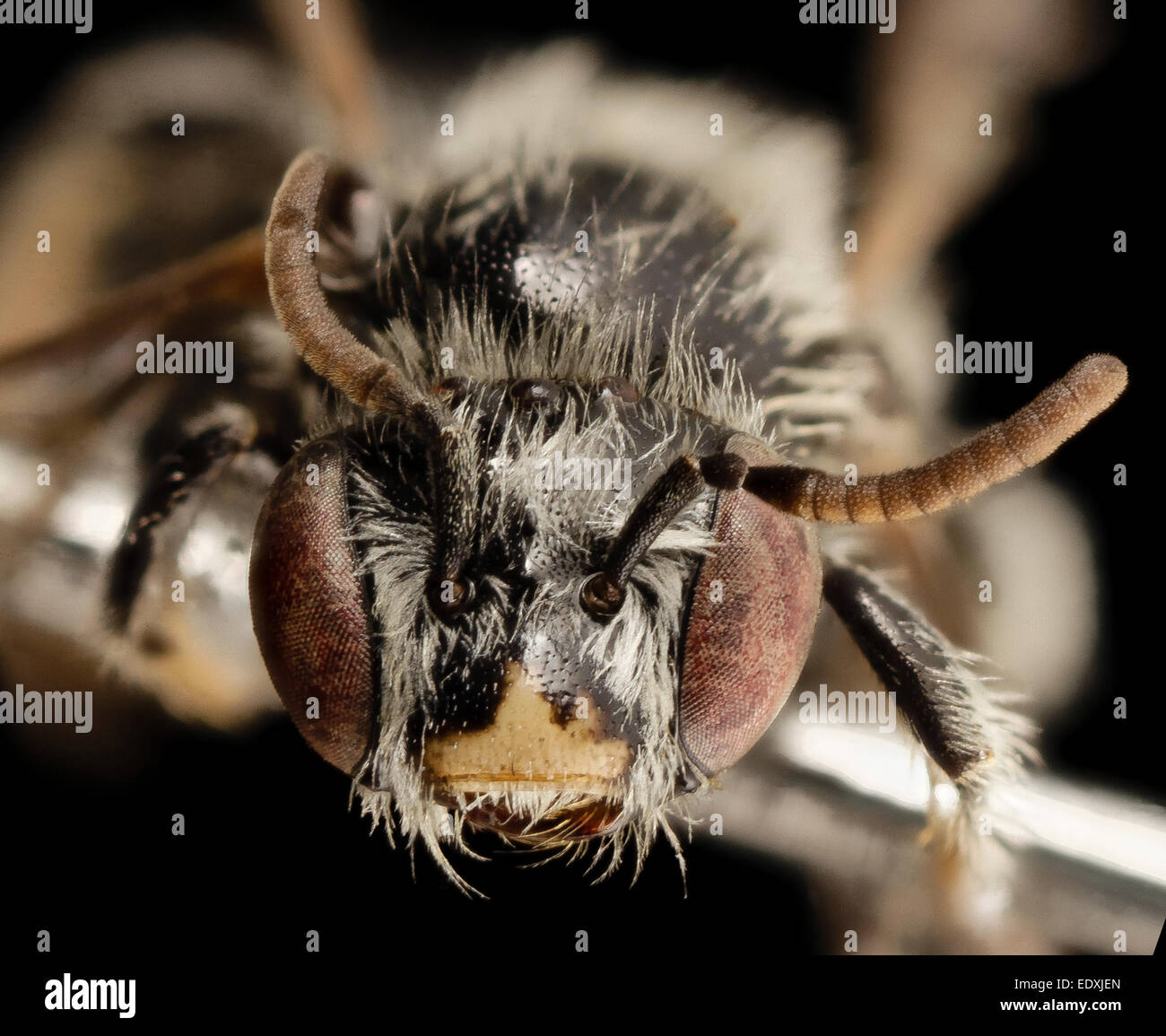 A close-up image of a male Anthophorula micheneri, a rare bee species ...