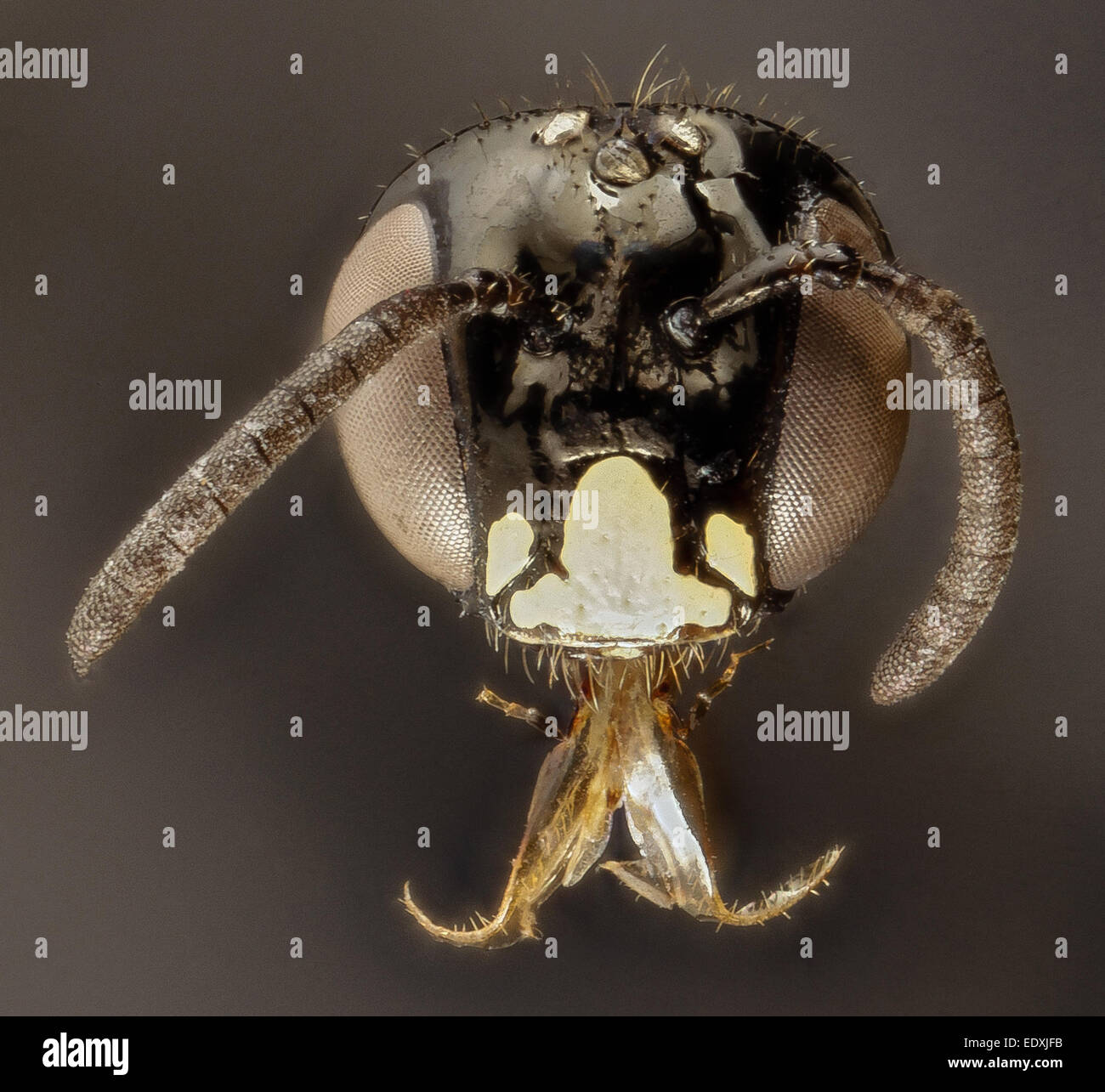 Small carpenter bee hi-res stock photography and images - Alamy