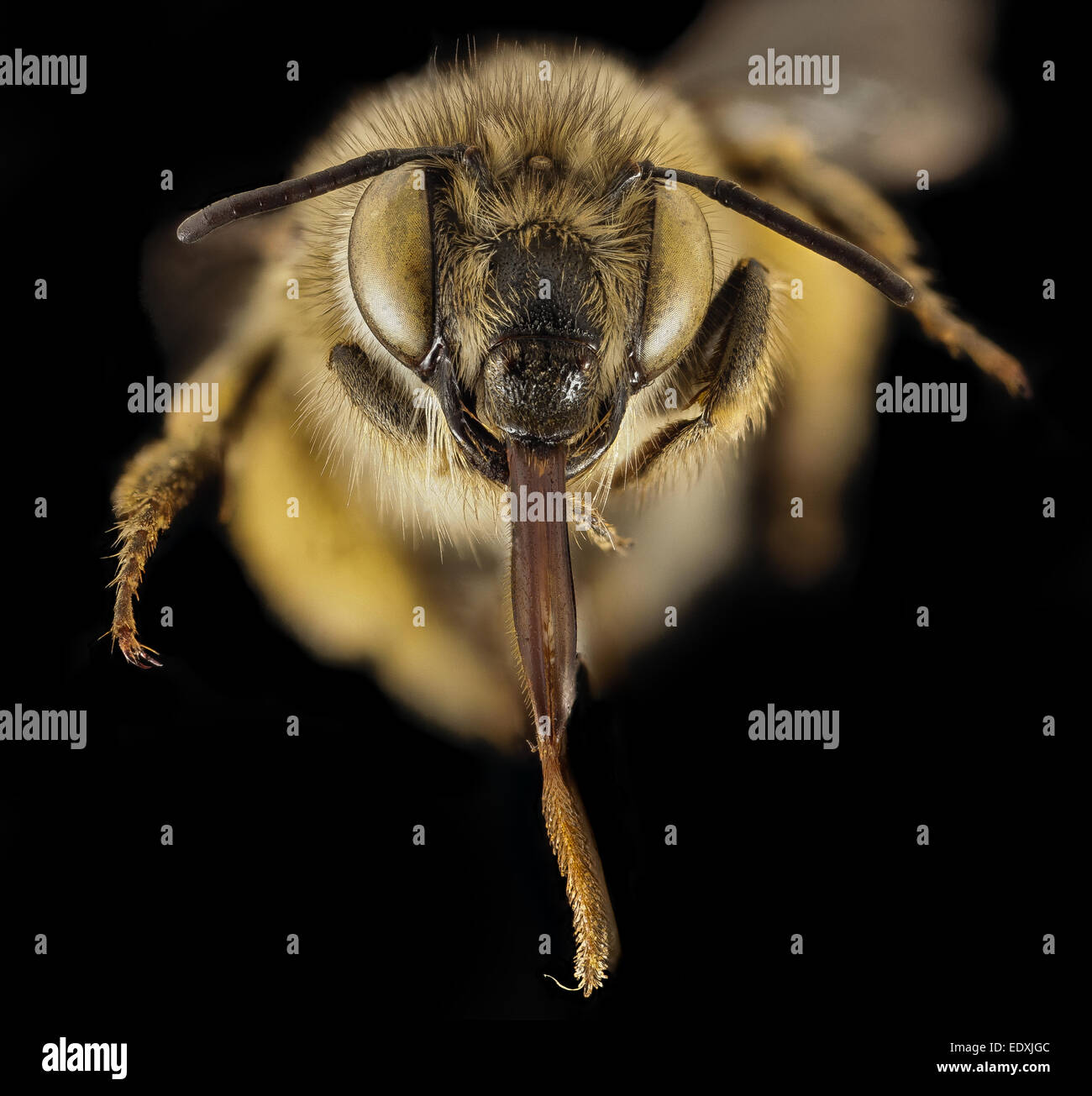 The image features a close-up of a female Anthophora crinipes bee ...