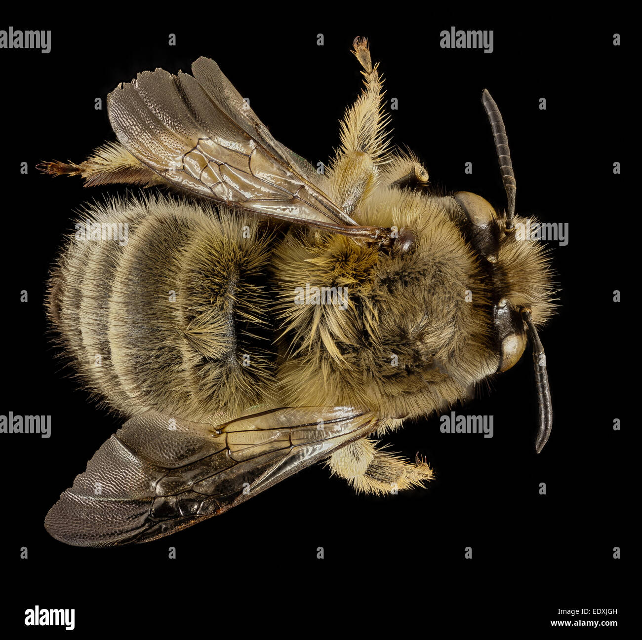 Anthophora crinipes, a female bee species from the Aegean Islands in ...