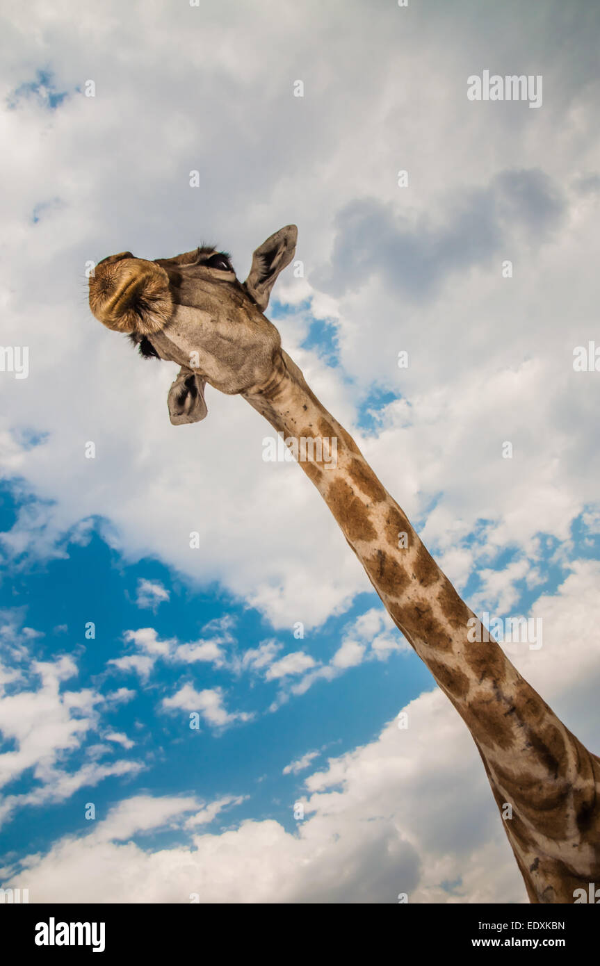 Close up photo of the neck and face of a giraffe Stock Photo - Alamy