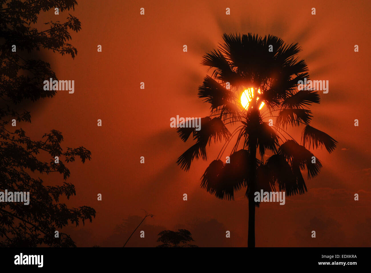 Sunrise behind palm tree at Chitwan National Park Nepal Stock Photo - Alamy