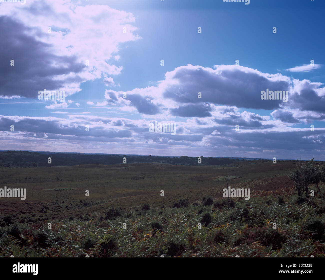 View across sandy heathland Hampton Ridge between Fritham and Frogham ...