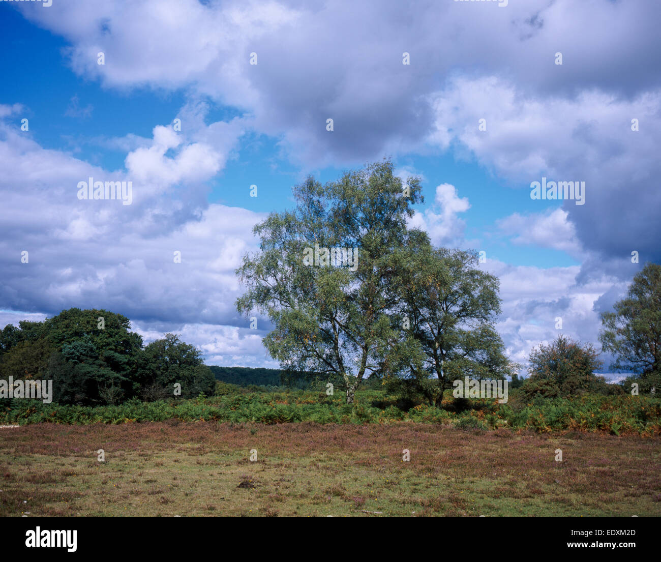 Walk walking silver birch trees hi-res stock photography and images - Alamy