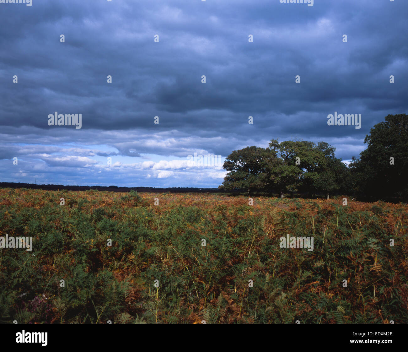 Oak Trees at the woodland boundary of sandy heathland Hampton Ridge ...