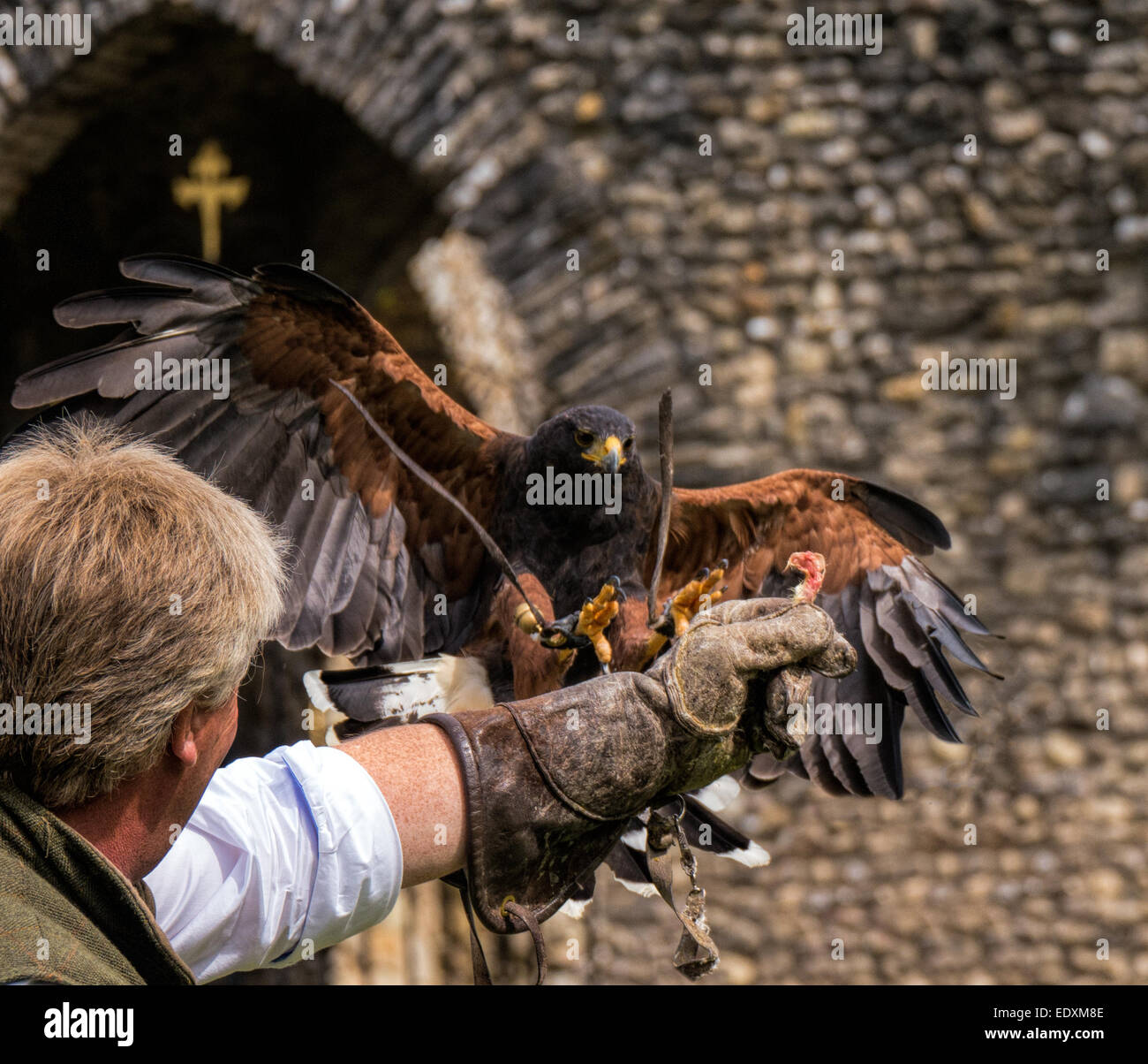Harris Hawk landing on falconer glove Stock Photo - Alamy