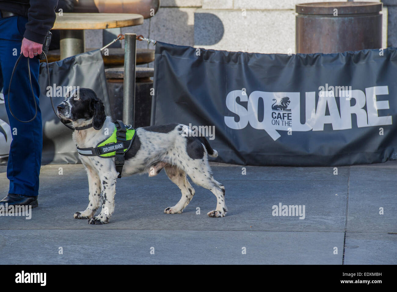 Bomb dogs hi-res stock photography and images - Alamy