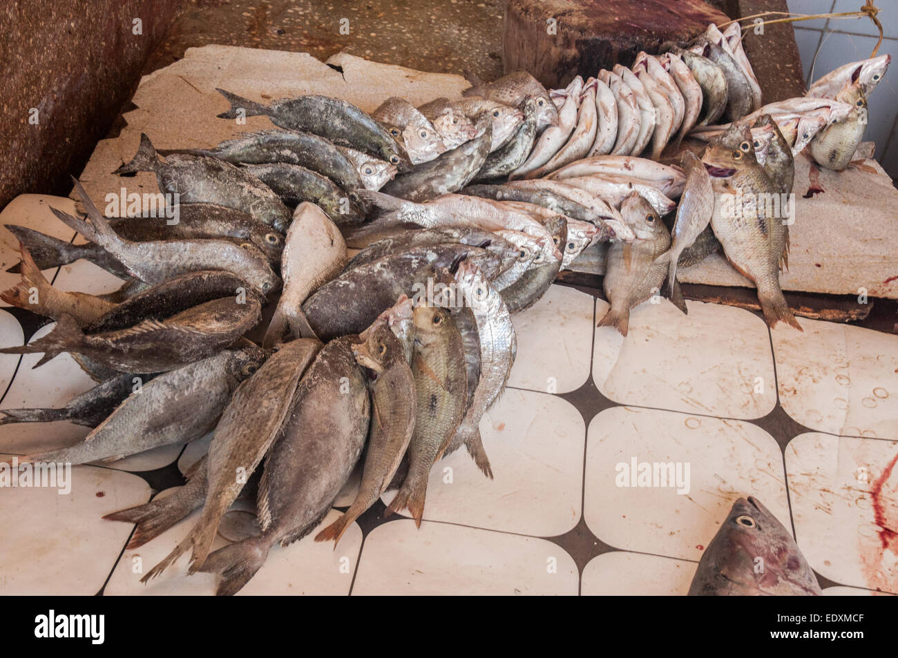 Fish available for sale at Stone Town fish market in Zanzibar Stock ...