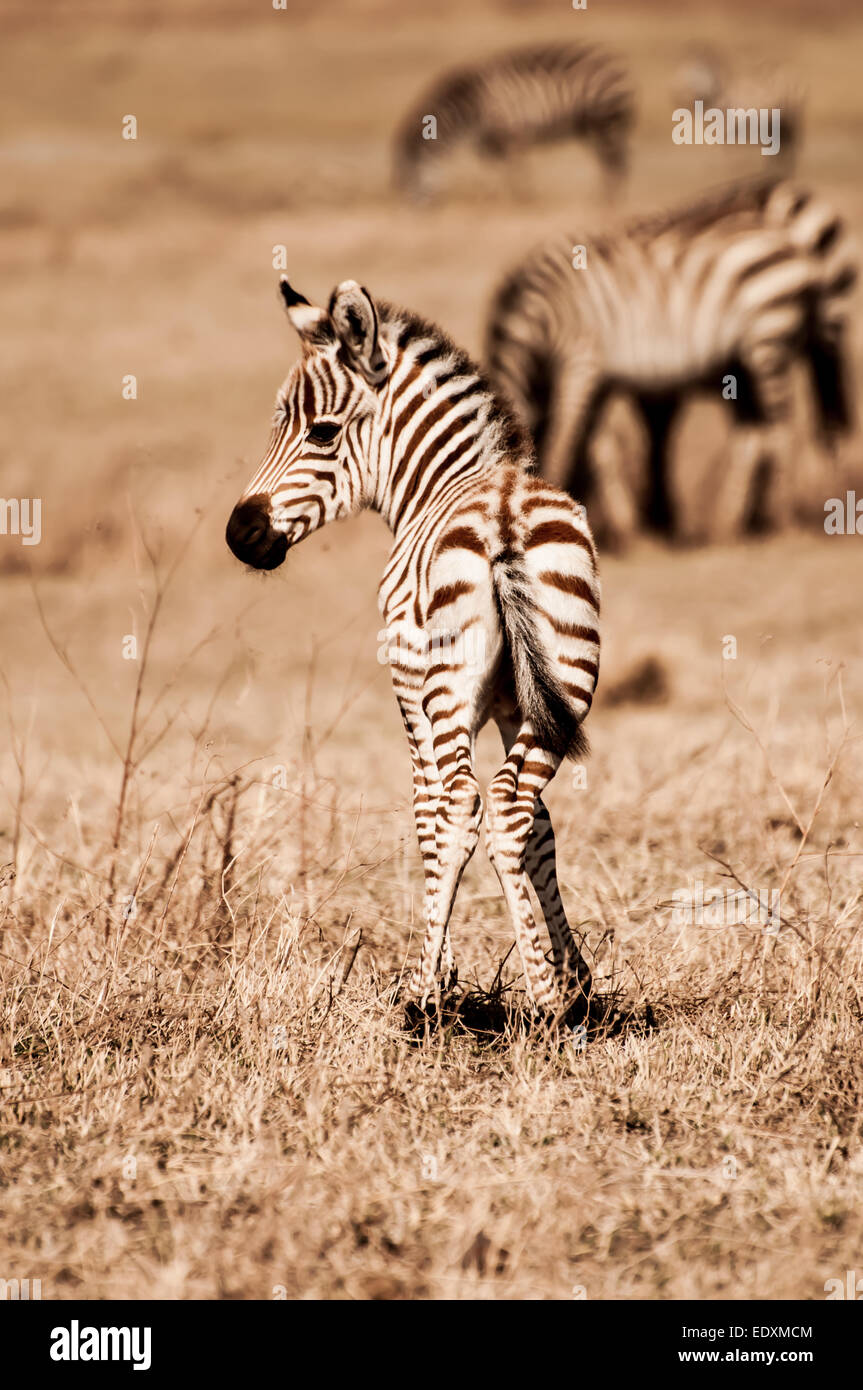 Zebra Foal standing with her back towards the viewer, looking over her ...