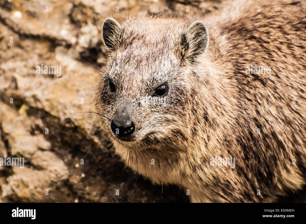 Natural rocky environment hi-res stock photography and images - Alamy
