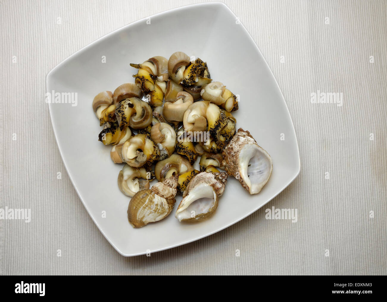 Common Whelks High Resolution Stock Photography and Images - Alamy