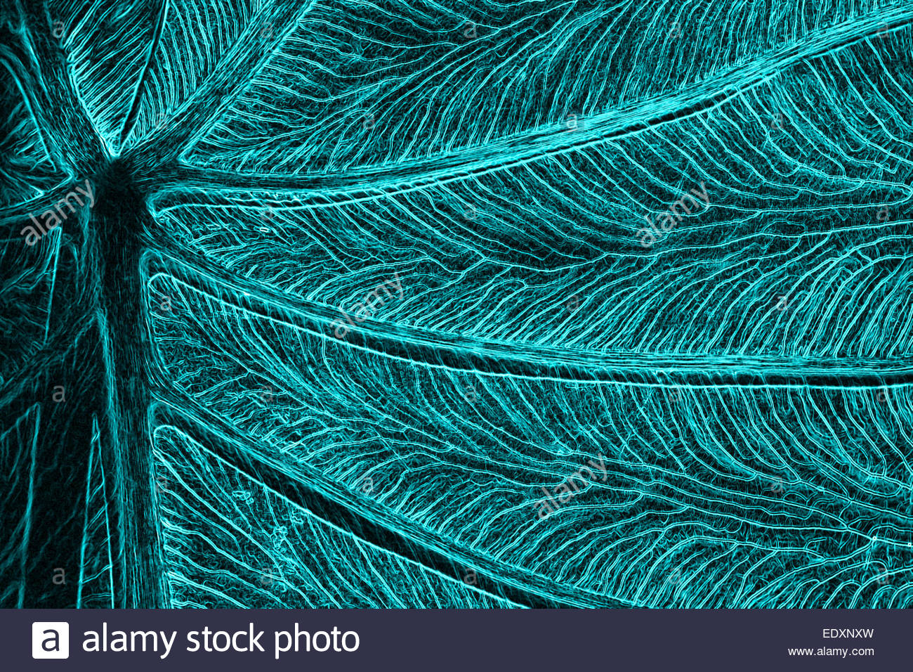 Ear Texture High Resolution Stock Photography and Images - Alamy