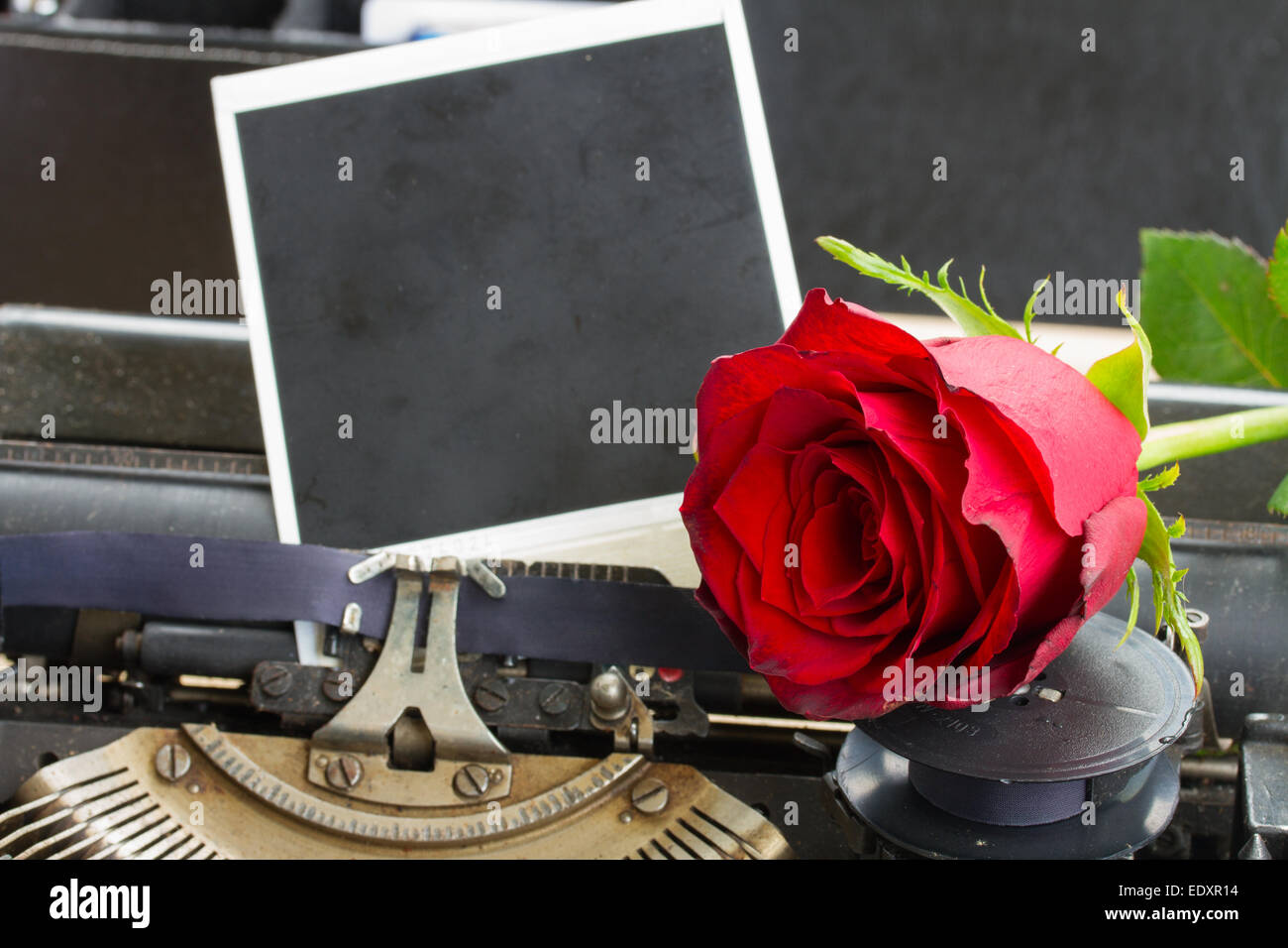 red rose on typewriter Stock Photo - Alamy