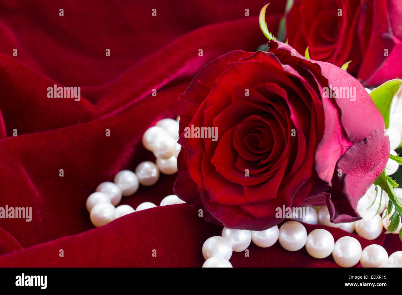 red roses on velvet Stock Photo - Alamy