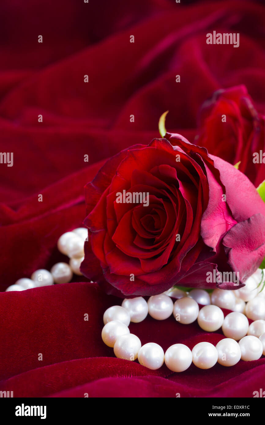 red roses on velvet Stock Photo - Alamy