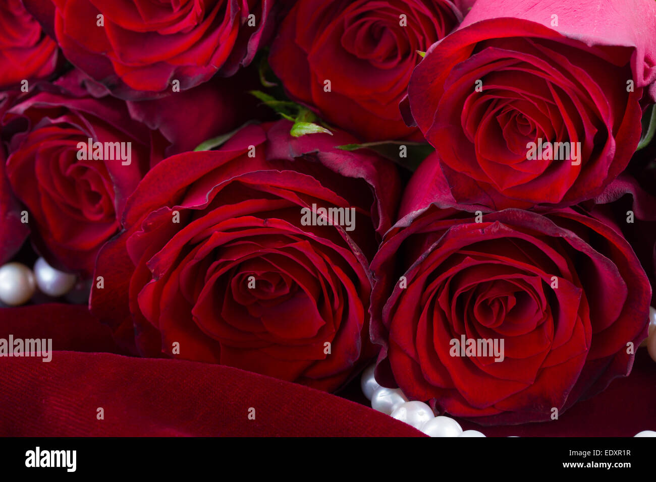 red roses on velvet Stock Photo - Alamy