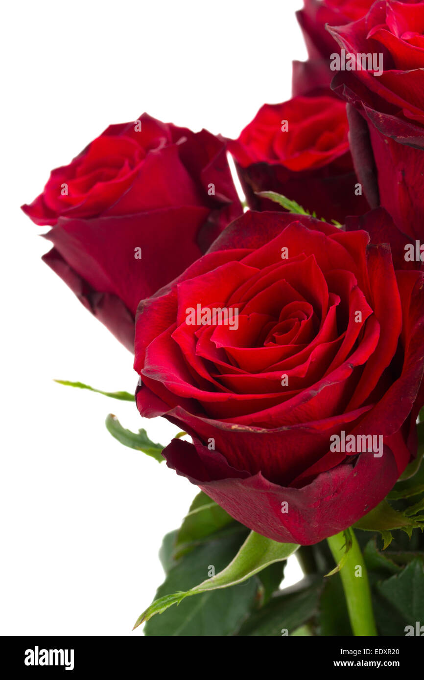 scarlet red roses Stock Photo - Alamy