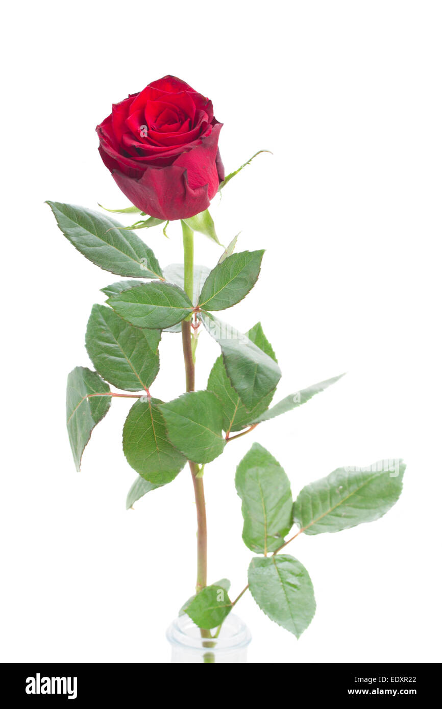 Scarlet red rose hi-res stock photography and images - Alamy