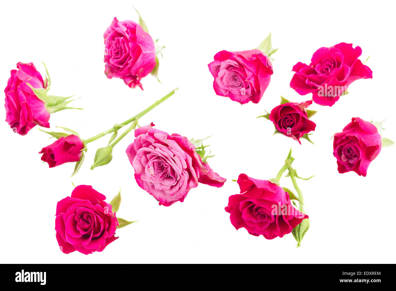 Mauve color roses Cut Out Stock Images & Pictures - Alamy