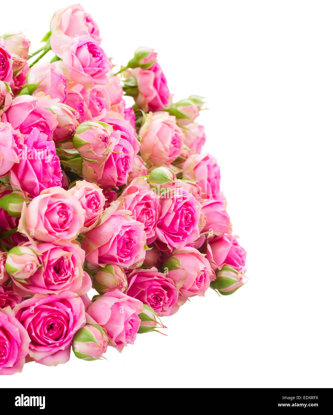heap of fresh pink roses Stock Photo - Alamy