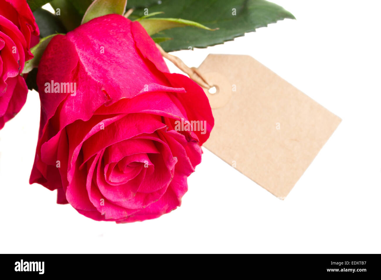 pink rose flower with tag Stock Photo - Alamy