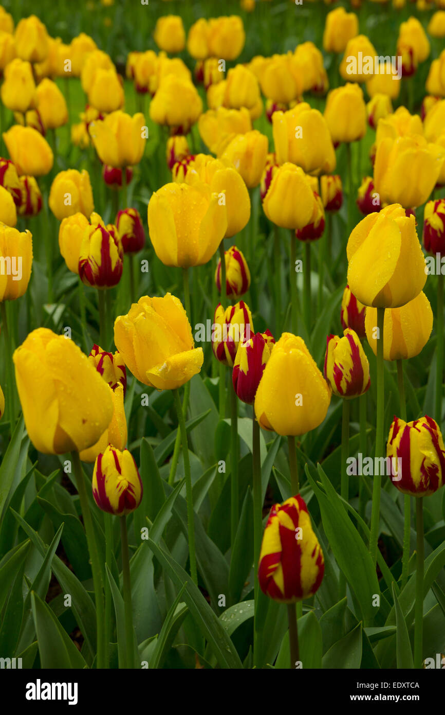 Yellow tulips Stock Photo - Alamy