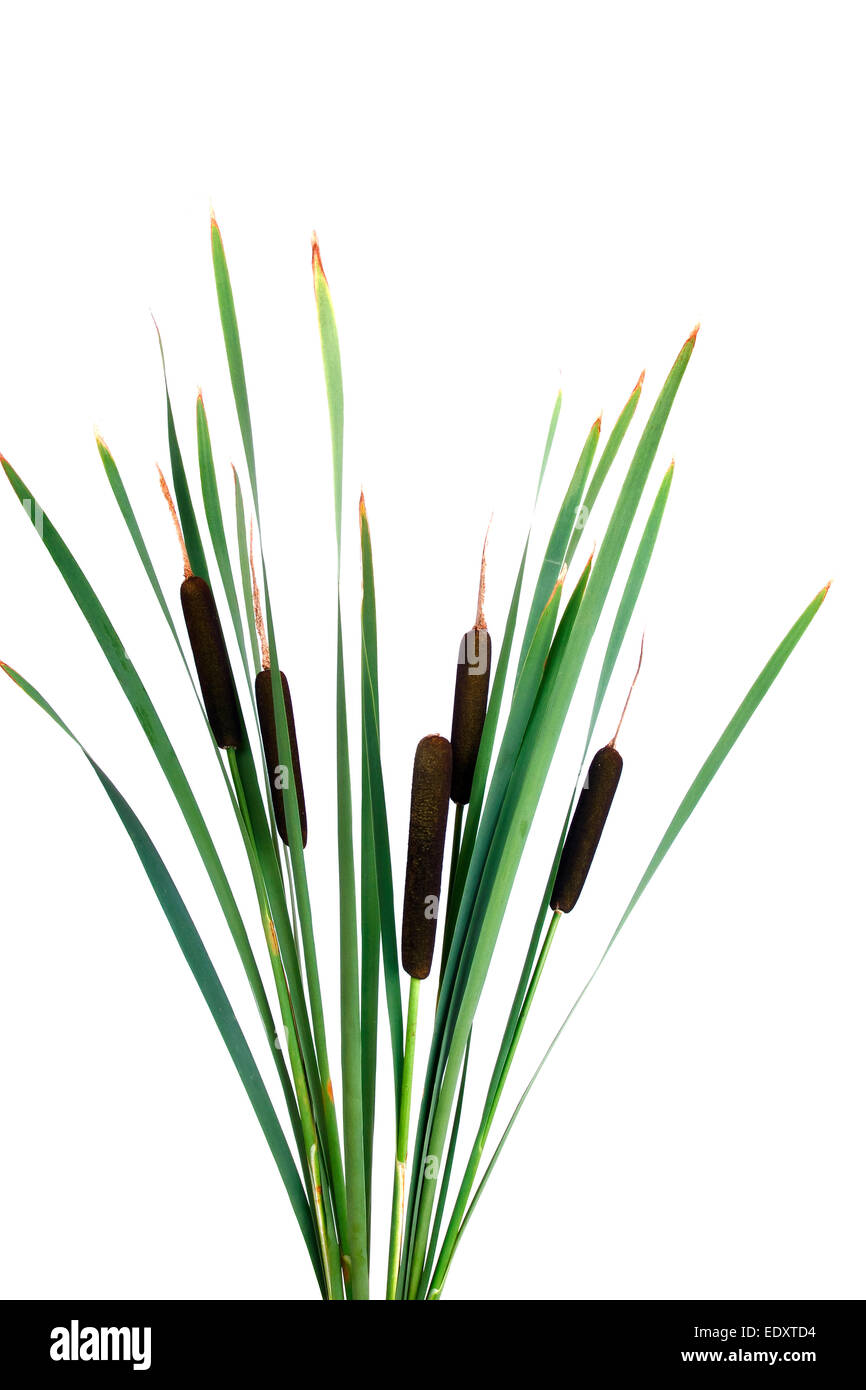 Cattail stem hi-res stock photography and images - Alamy
