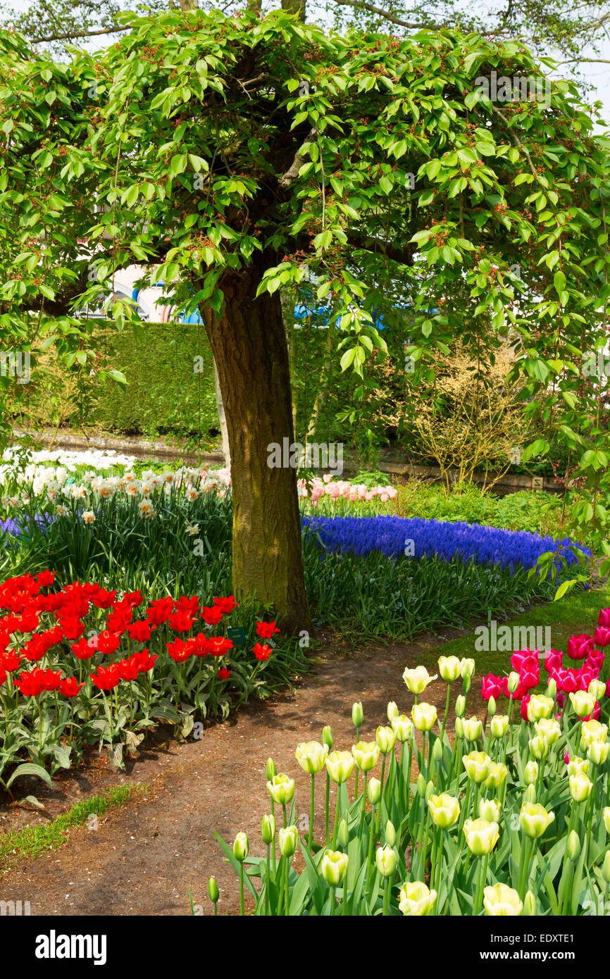green tree with spring lawn Stock Photo - Alamy