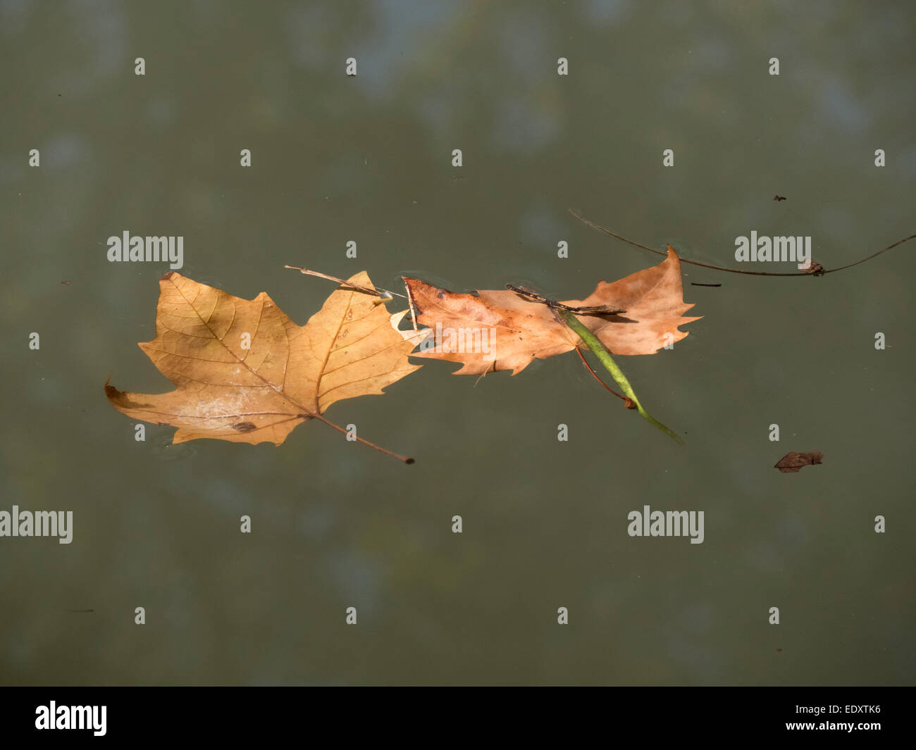 Autumn eaves floating on the Canal du Midi at Bram, Languedoc, southern ...