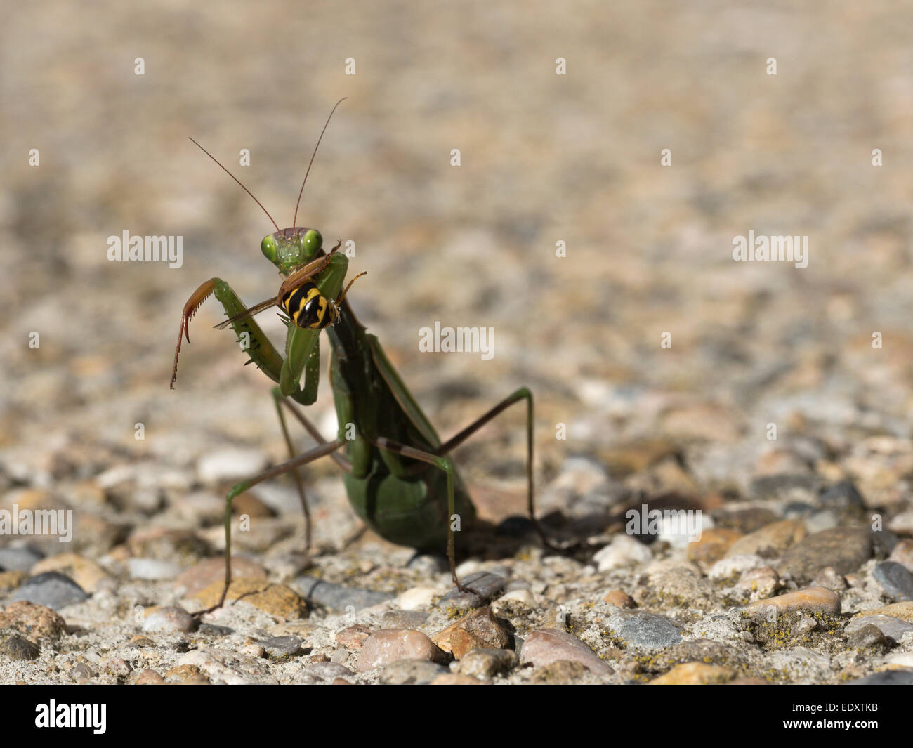 A praying mantis enjoys a meal of a wasp Stock Photo - Alamy
