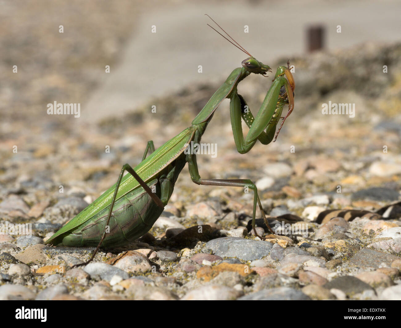 A praying mantis enjoys a meal of a wasp Stock Photo - Alamy