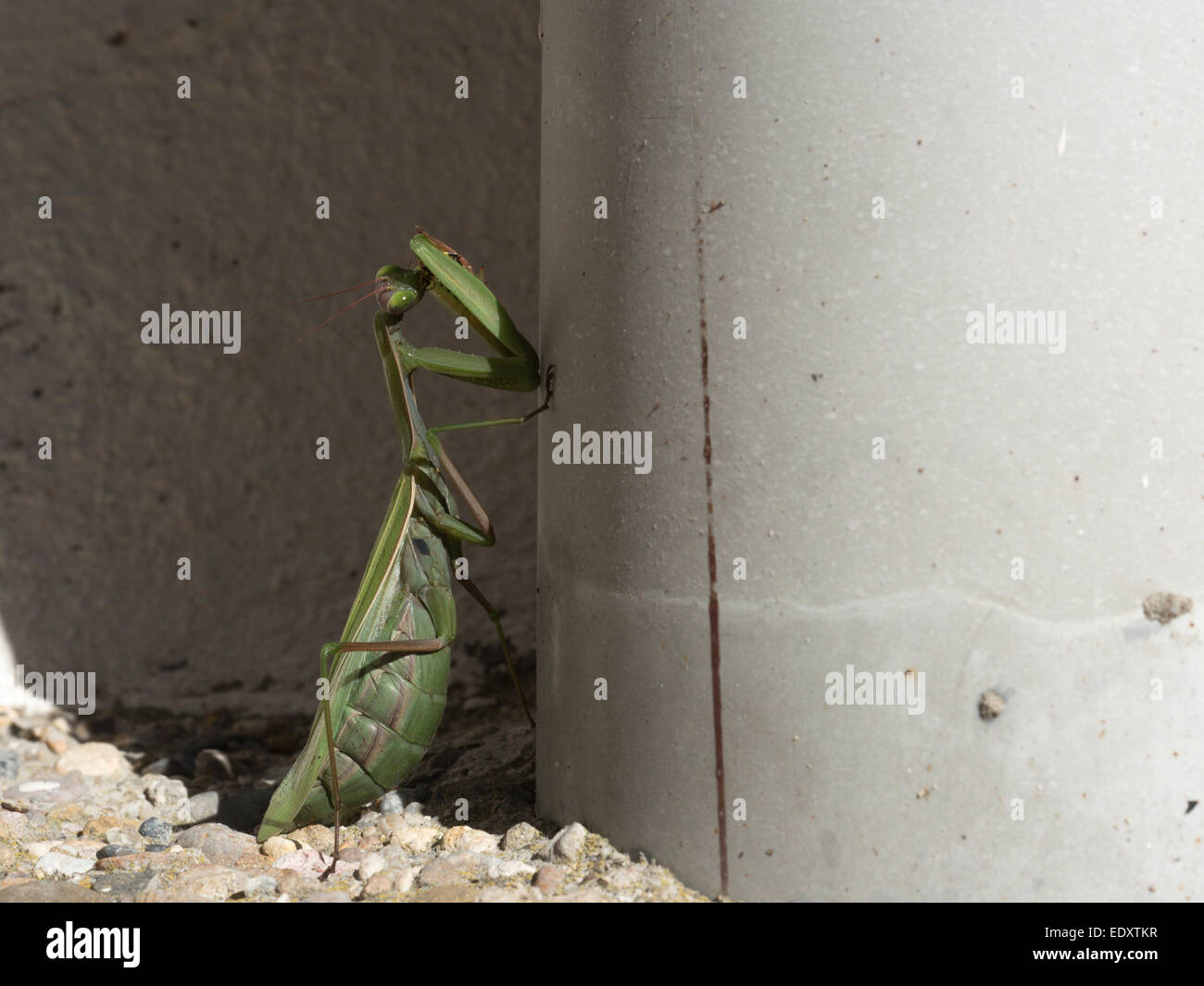 A praying mantis enjoys a meal of a wasp Stock Photo - Alamy