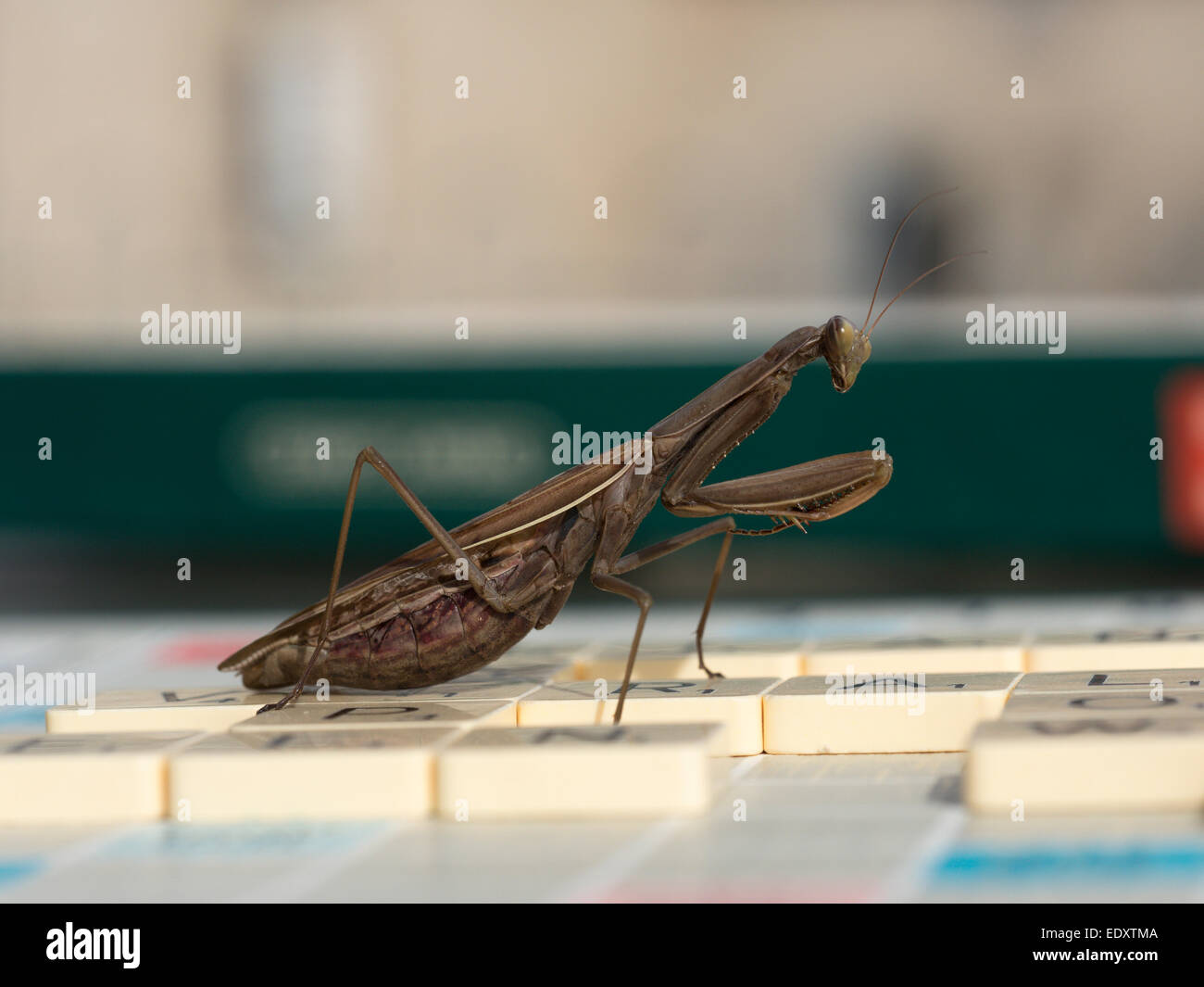 A praying mantis settle on the plastic tiled letters of a Scrabble ...