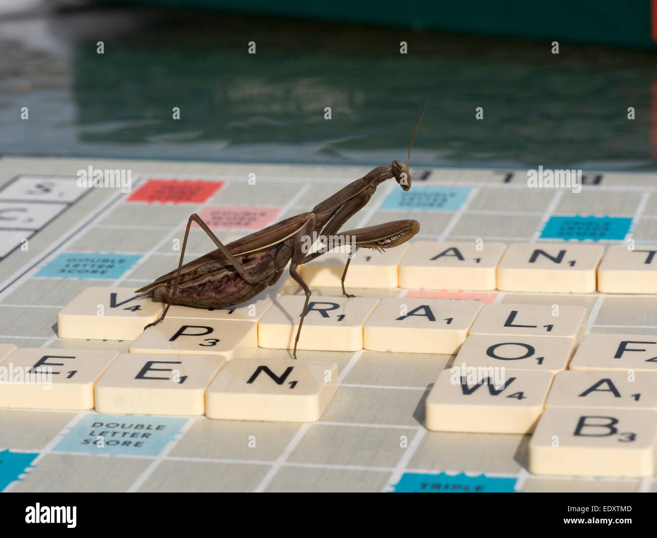 A praying mantis settle on the plastic tiled letters of a Scrabble ...