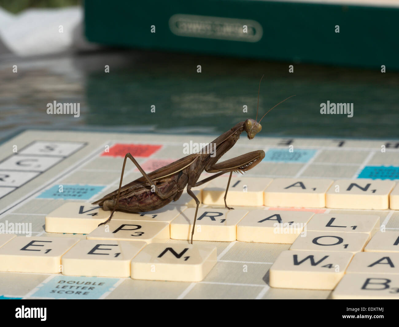 A praying mantis settle on the plastic tiled letters of a Scrabble ...
