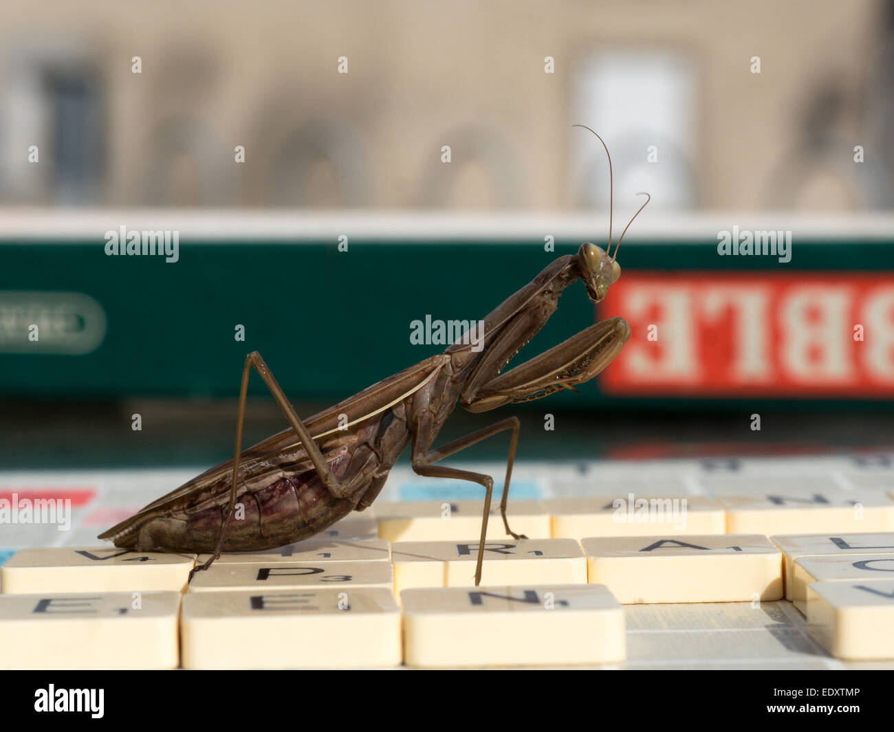 A praying mantis settle on the plastic tiled letters of a Scrabble ...