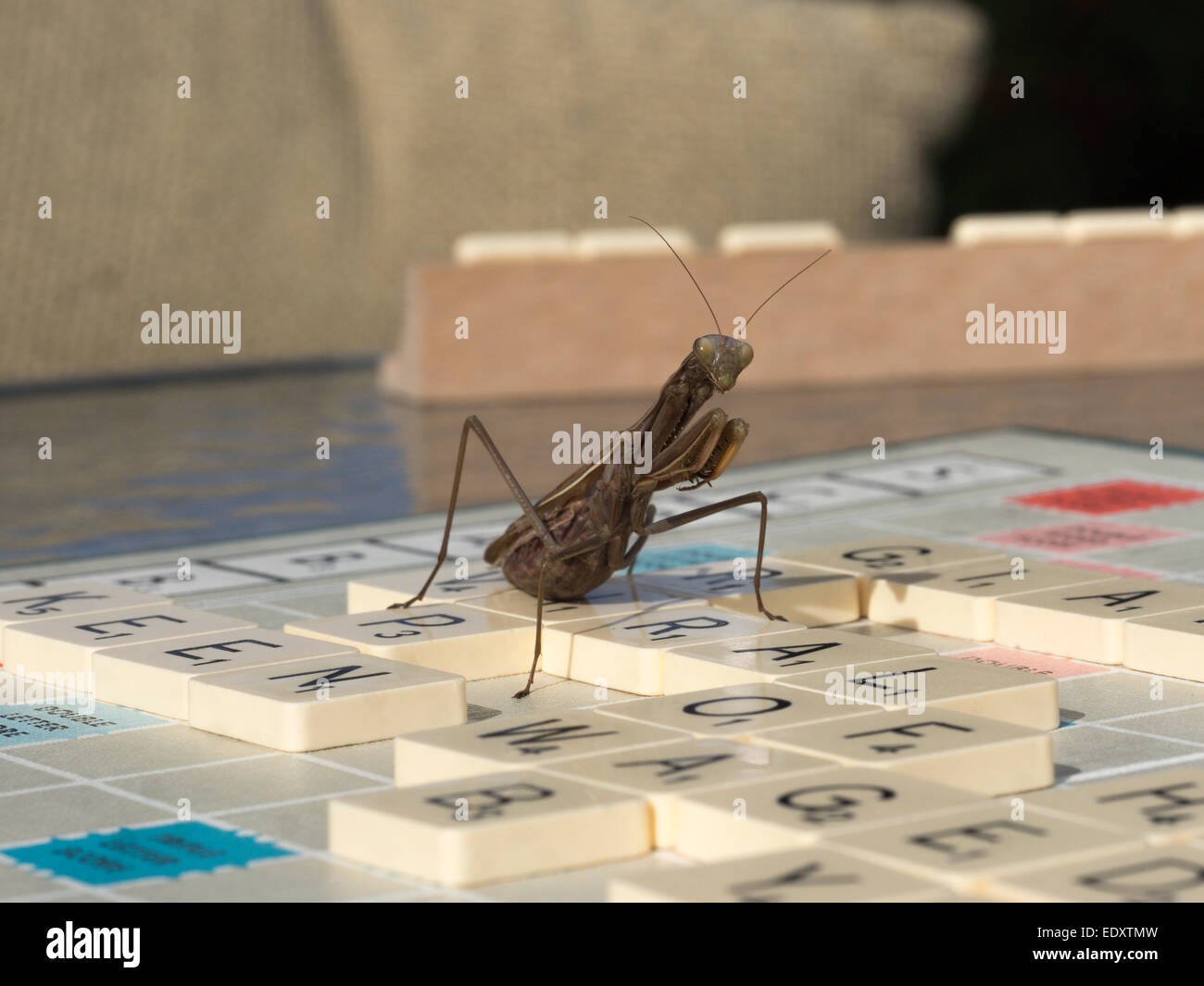 A praying mantis settle on the plastic tiled letters of a Scrabble ...