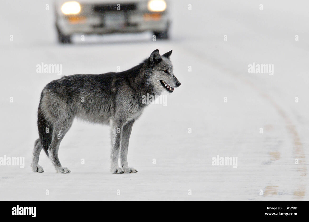 Druid pack yellowstone hi-res stock photography and images - Alamy