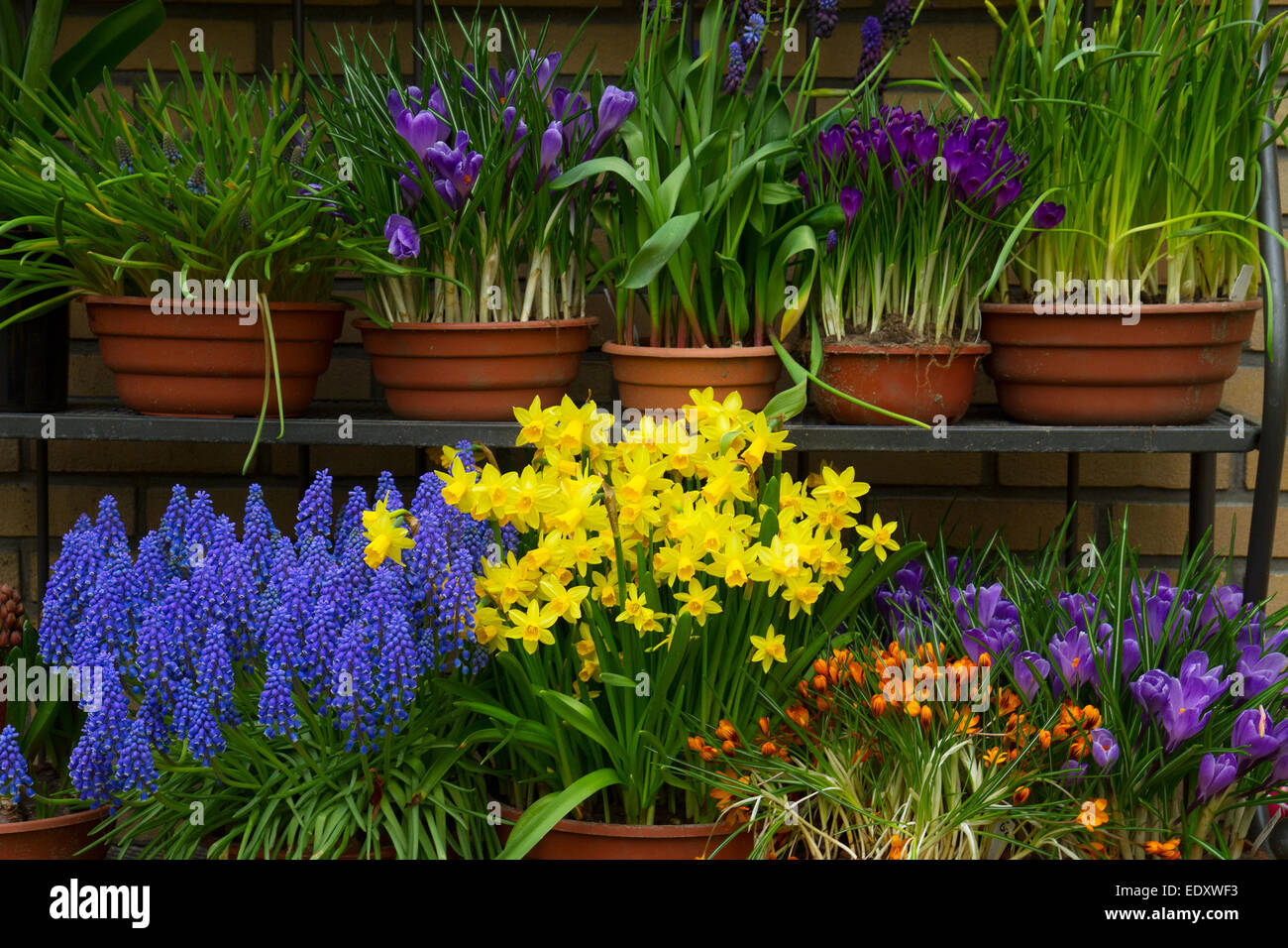 Colorful crocus display hi-res stock photography and images - Alamy